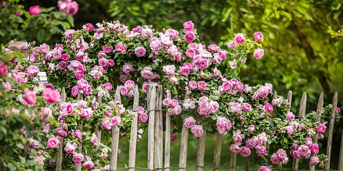 Rose Gardening Workshop at Robina Library - Queensland Seniors Month